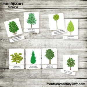TREES • Montessori Cards • Flash Cards • Three Part Cards ...
