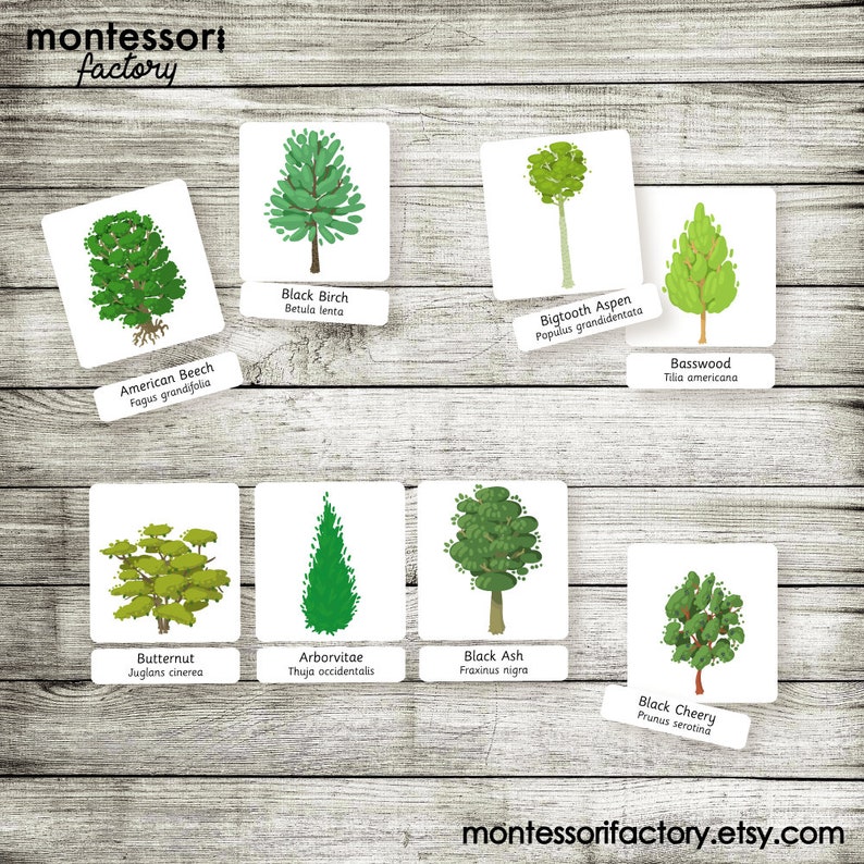 TREES Montessori Cards Flash Cards Three Part Cards - Etsy