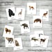 JUNGLE ANIMALS Montessori Cards Flash Cards Three Part - Etsy