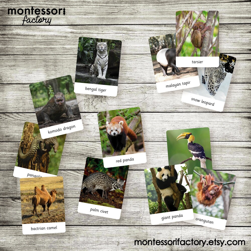 ASIA ANIMALS Montessori Cards Flash Cards Three Part - Etsy