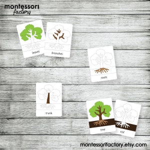 PARTS of a TREE • Montessori Cards • Flash Cards • Three Part Cards ...