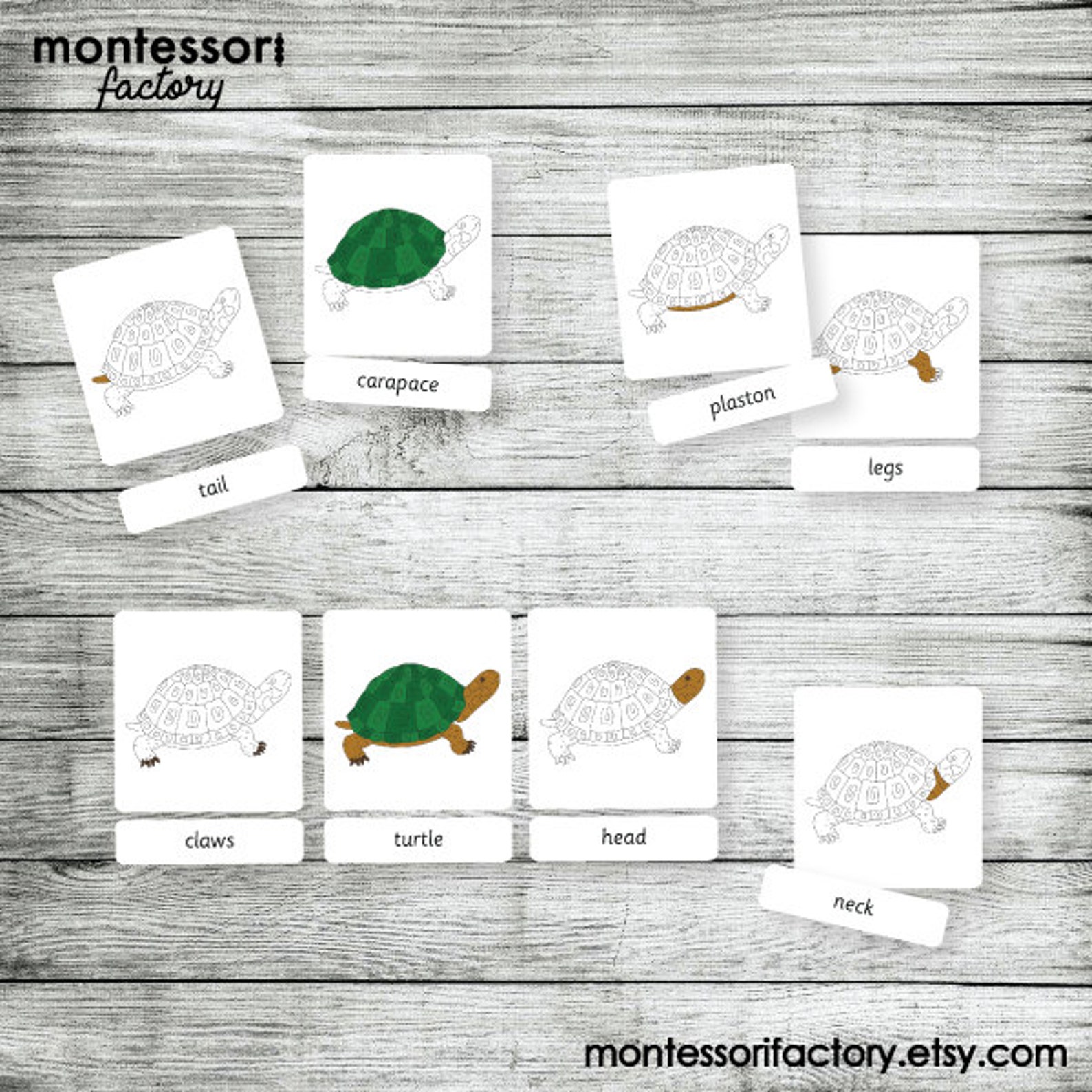 PARTS of a TURTLE Montessori Cards Flash Cards Three - Etsy