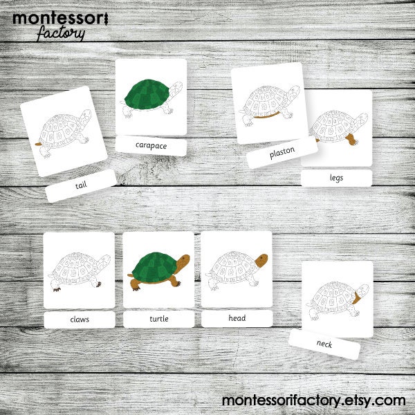 PARTS of a TURTLE • Montessori Cards • Flash Cards • Three Part Cards ...