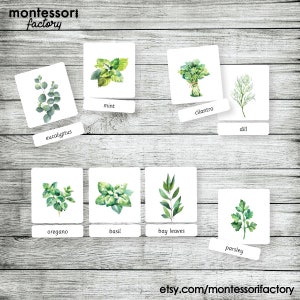 HERBS • Montessori Cards • Flash Cards • Three Part Cards ...