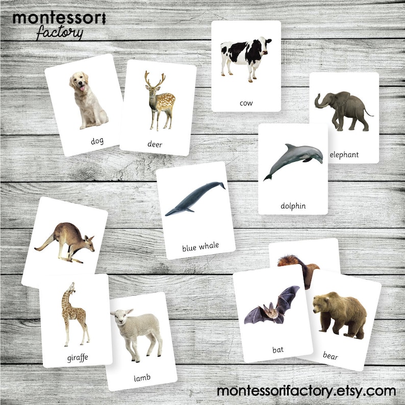 Montessori Mammals Animals Flash Cards, Three Part Nomenclature Cards ...
