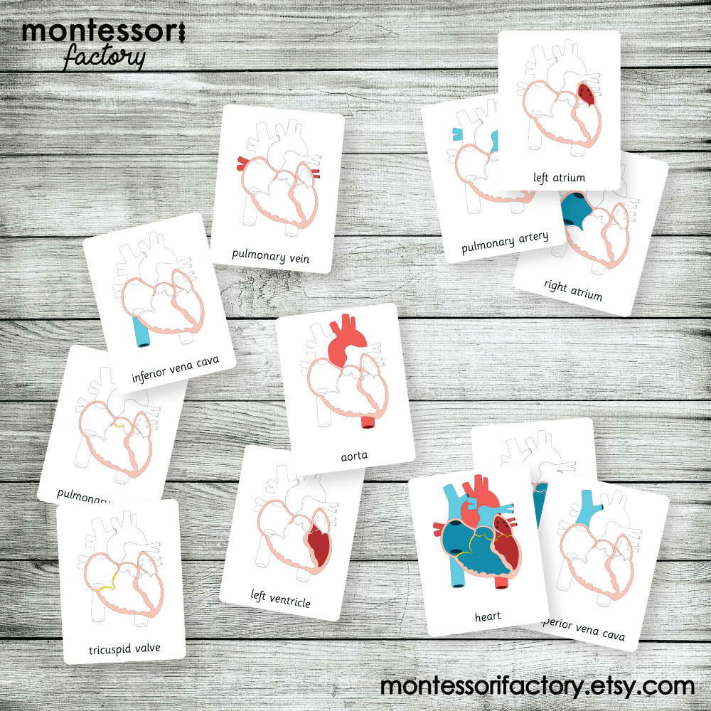 HUMAN HEART ANATOMY Montessori Cards Flash Cards Three - Etsy Finland