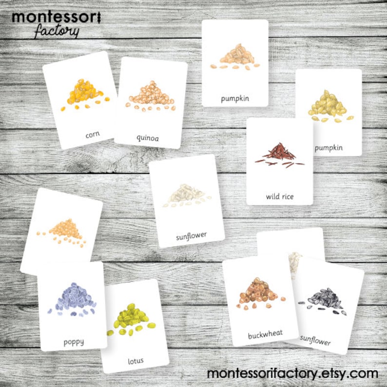 Cereal SEEDS and GRAINS Montessori Cards Flash Cards Three - Etsy