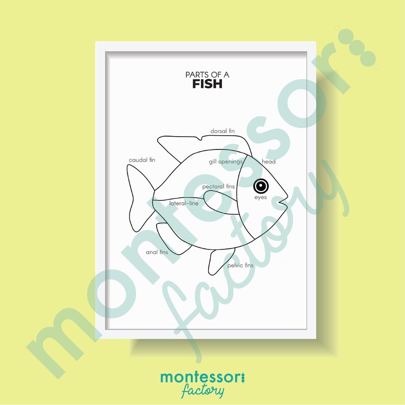PARTS of a FISH Science Kids Room Wall Art Decor Montessori | Etsy