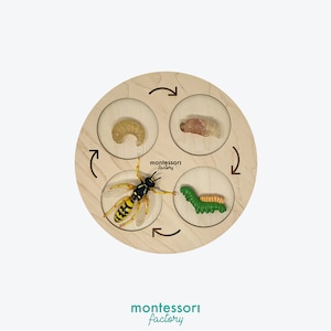 Life Cycle of a TARANTULA SPIDER • Montessori Material • Educational ...