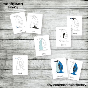 PARTS of a PENGUIN • Montessori Cards • Flash Cards • Three Part Cards ...