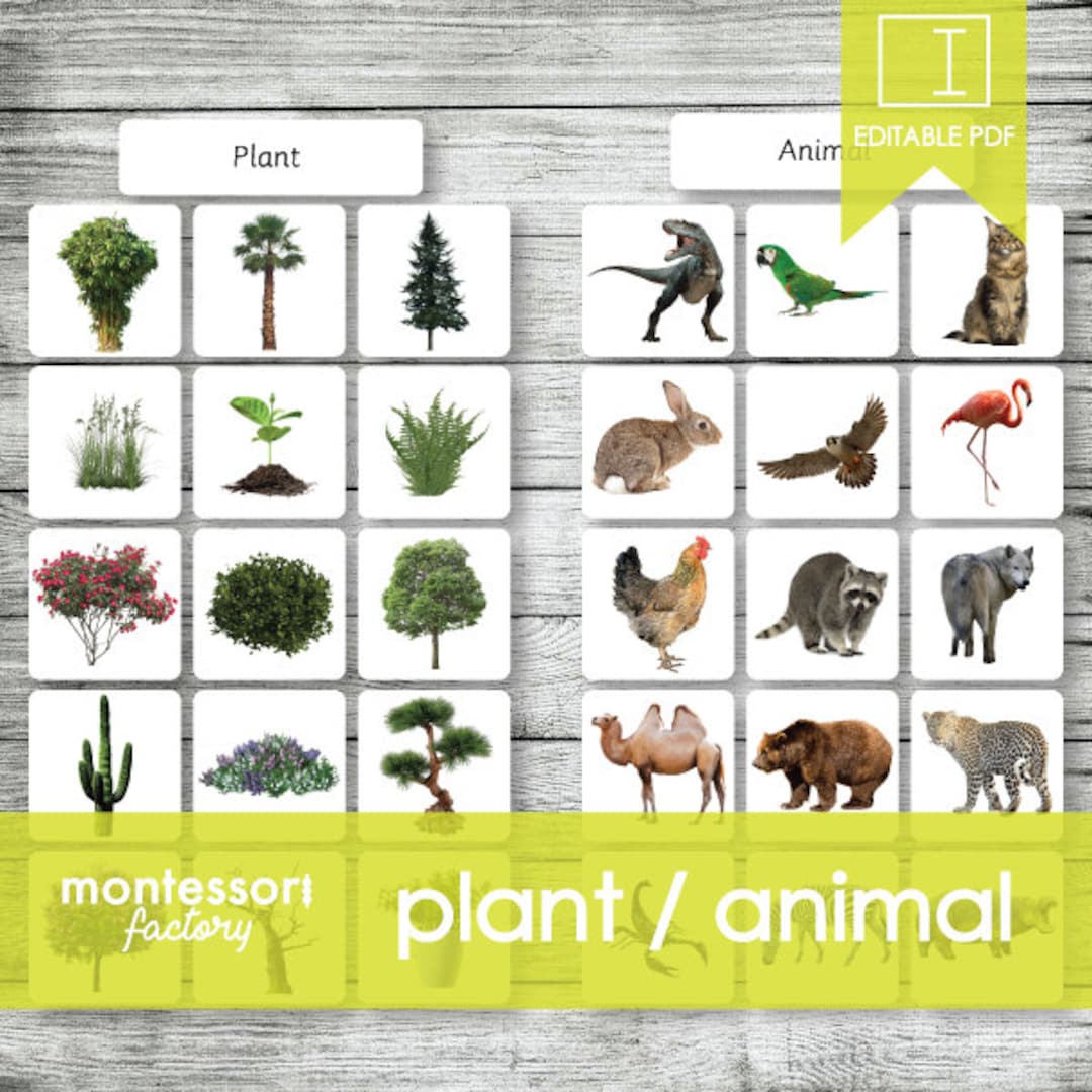 PLANT or ANIMAL real Pictures Montessori Cards Flash Cards 3 Part Cards ...