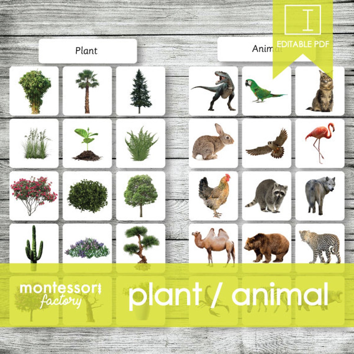 PLANT or ANIMAL real Pictures Montessori Cards Flash - Etsy