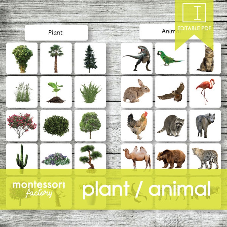 Montessori Plant and Animal Flash Cards • 3 Part Nomenclature Cards ...
