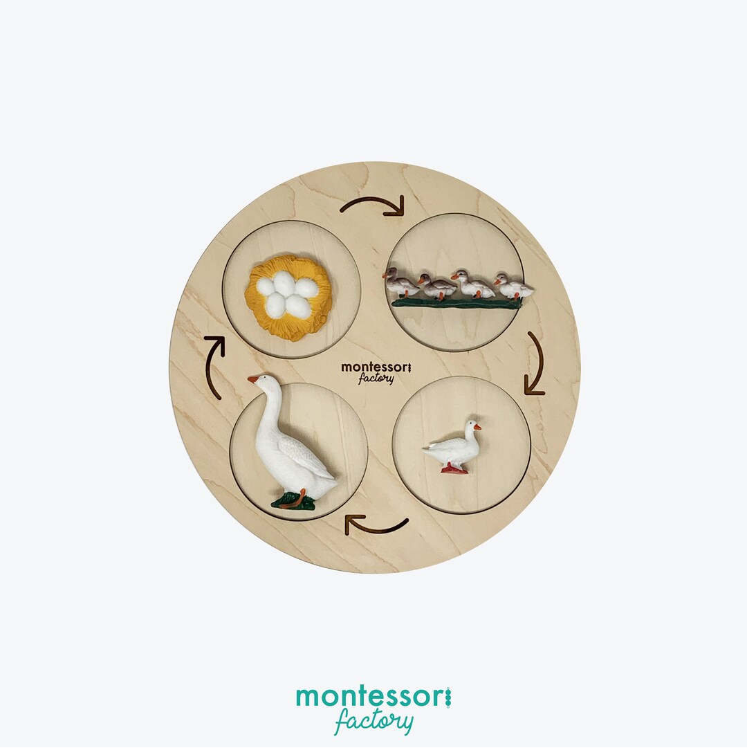 Life Cycle of a DUCK • Montessori Material • Educational Toy • Wooden ...