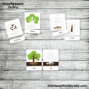 PARTS of a TREE • Montessori Cards • Flash Cards • Three Part Cards ...