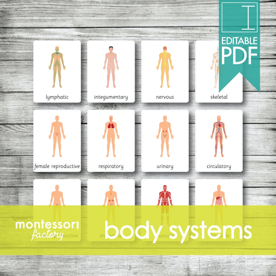 HUMAN BODY Systems ⦿ Montessori Cards • Flash Cards • Three Part Cards ...