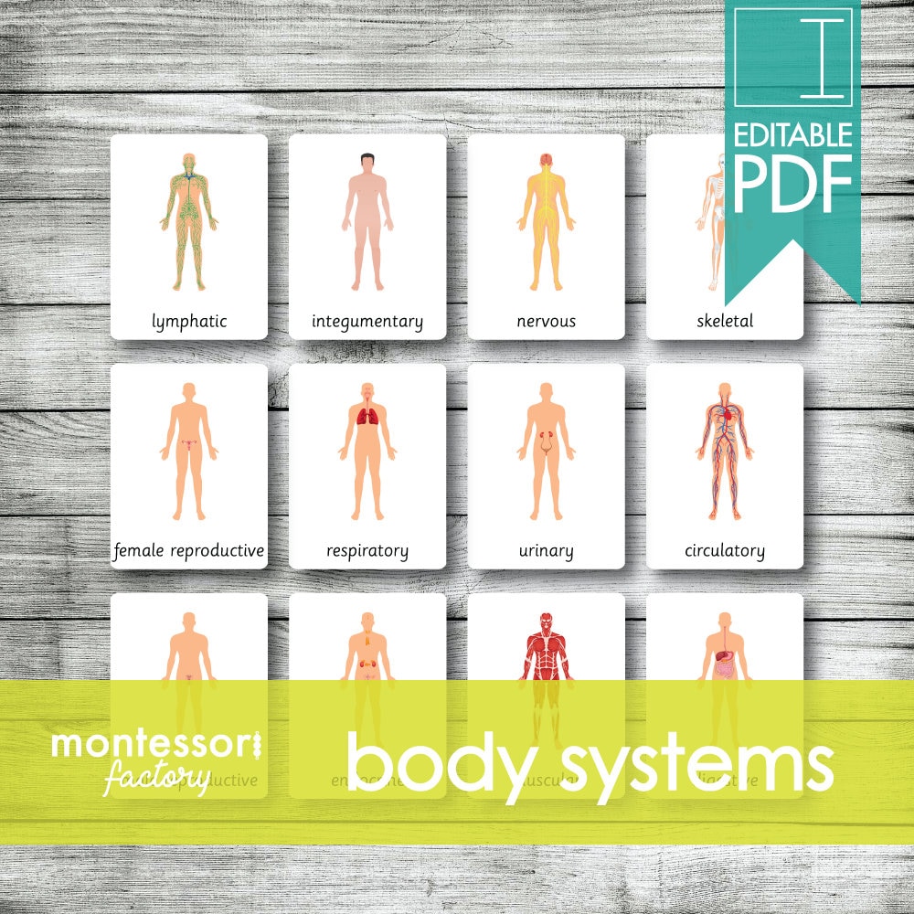 HUMAN BODY Systems Montessori Cards Flash Cards Three - Etsy UK