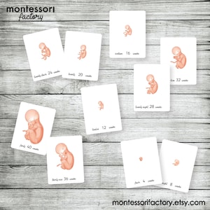 Fetal Growth Montessori Nomenclature Cards • Weekly Stages (editable ...