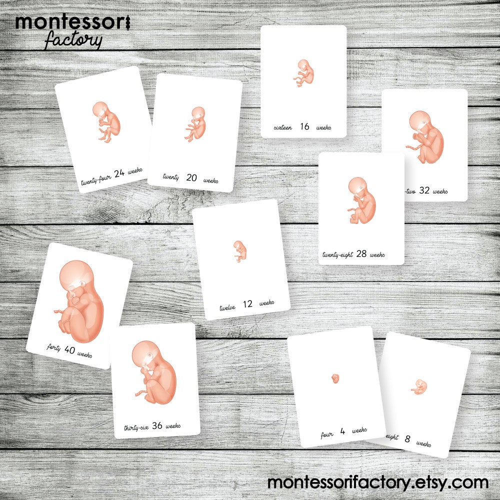 BABY FETAL GROWTH Montessori Cards Flash Cards Three - Etsy