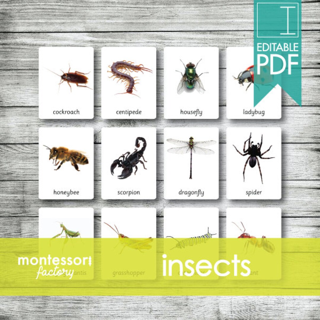 INSECTS ANIMALS • Montessori Cards • Flash Cards • Three Part Cards ...