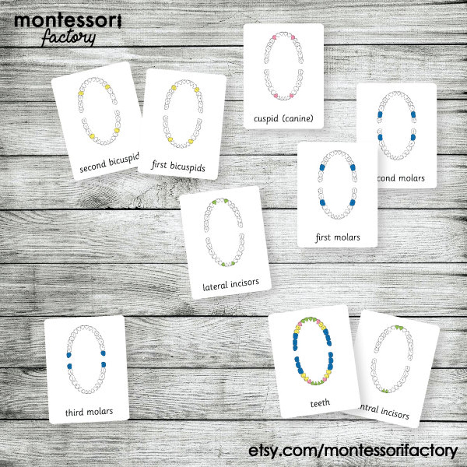 TEETH Montessori Cards Flash Cards Three Part Cards - Etsy
