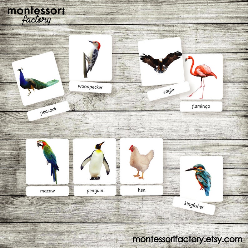 BIRDS ANIMALS Montessori Cards Flash Cards Three Part - Etsy