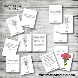 PARTS of a FLOWER • Montessori Cards • Flash Cards • Three Part Cards ...