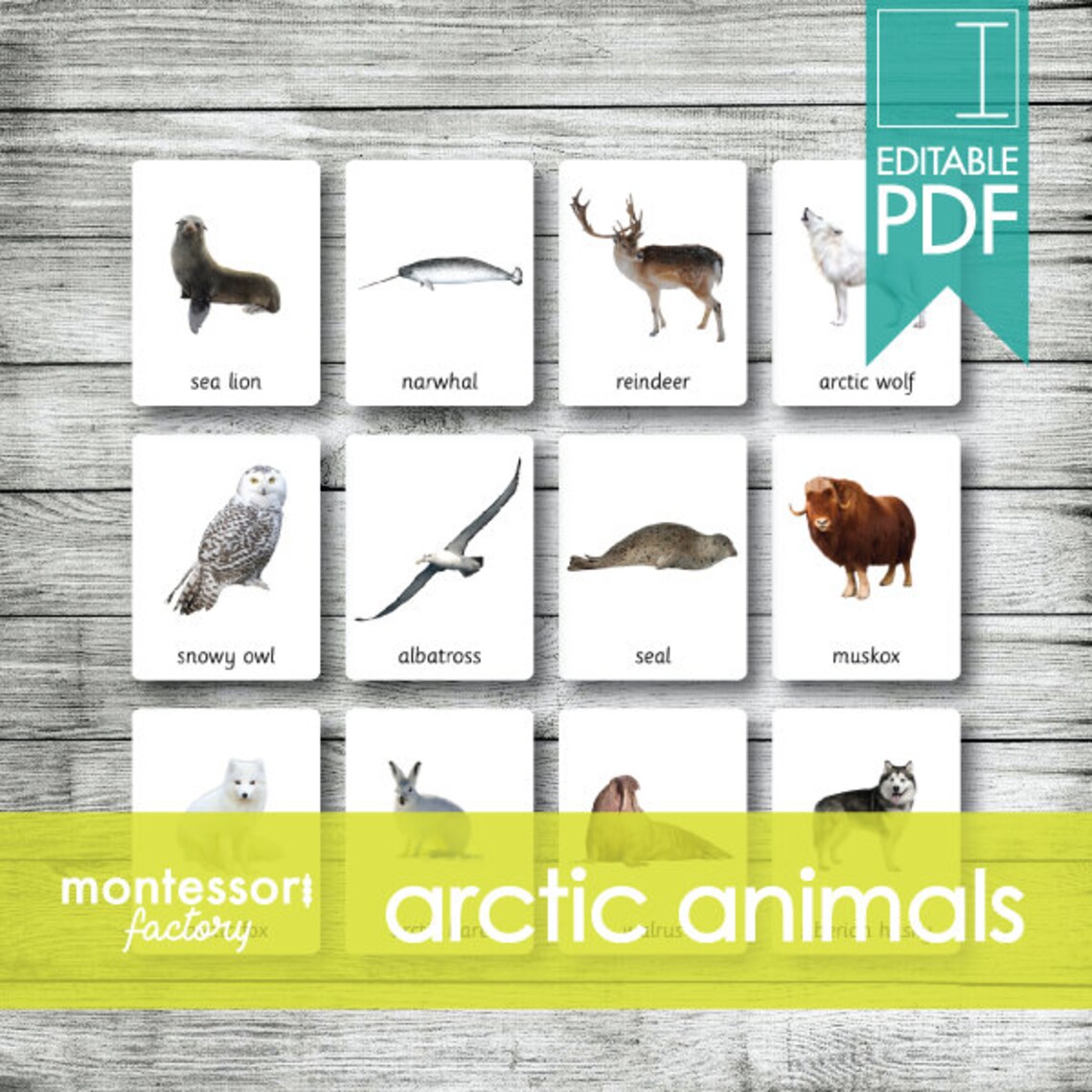 ARCTIC POLAR Animals Montessori Cards Flash Cards Three - Etsy