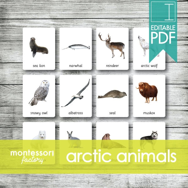 Arctic Animal Flash Cards - Etsy