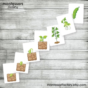 BEAN LIFE CYCLE • Montessori Cards • Flash Cards • Educational Material ...