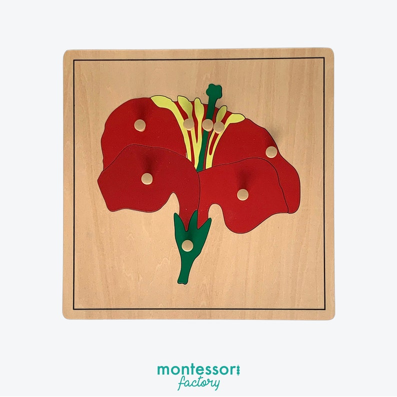 PARTS of a LEAF Montessori Wood Puzzle Biology Botany - Etsy