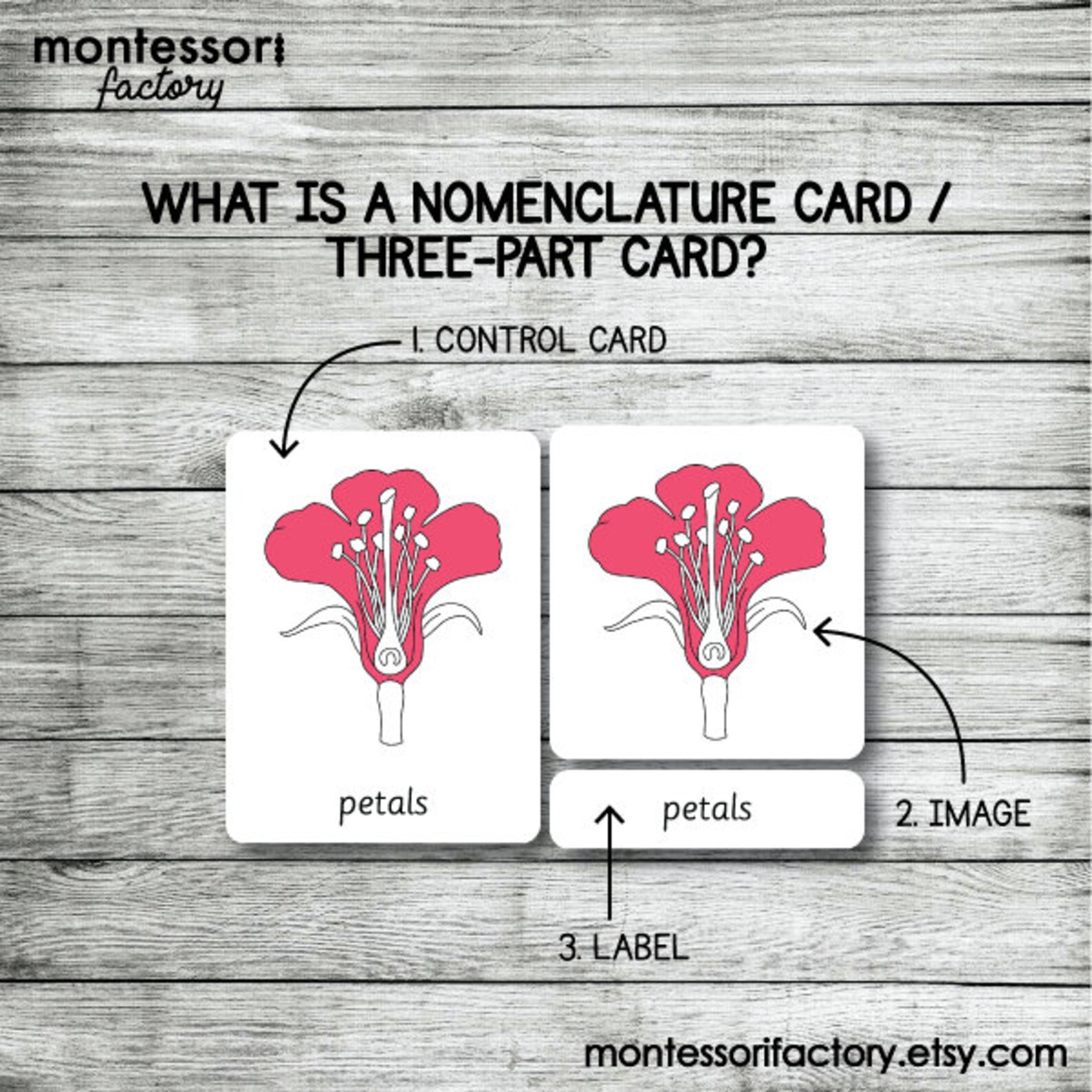 Montessori Vegetables Nomenclature Cards • Educational Flash Cards ...