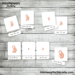 BABY FETAL GROWTH • Montessori Cards • Flash Cards • Three Part Cards ...
