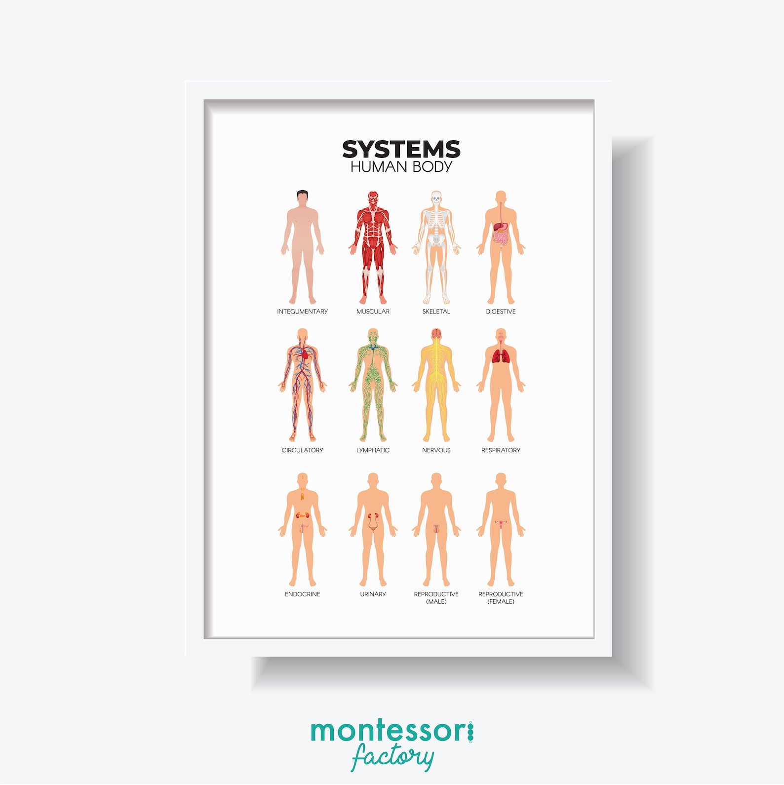 HUMAN BODY SYSTEMS Science Astronomy Kids Room Wall Art - Etsy