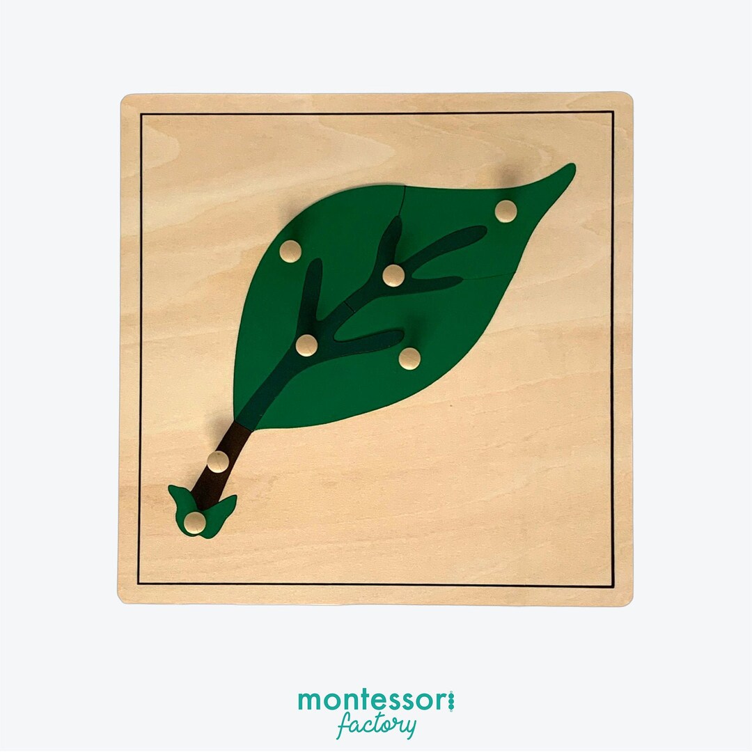 PARTS of a LEAF • Montessori Wood Puzzle • Biology • Botany Cabinet ...