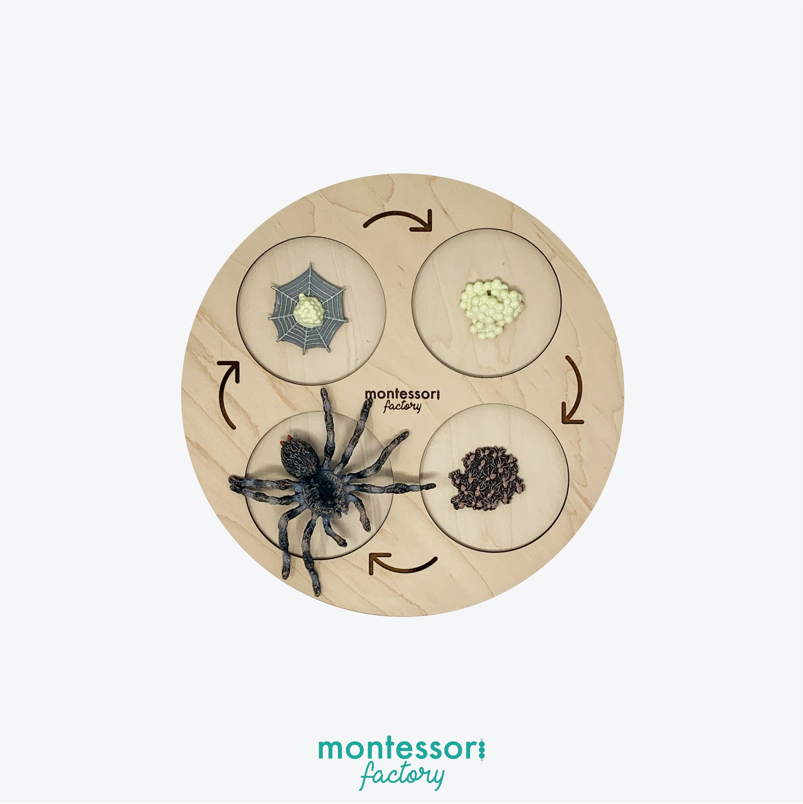 Life Cycle of a TARANTULA SPIDER Montessori Material - Etsy