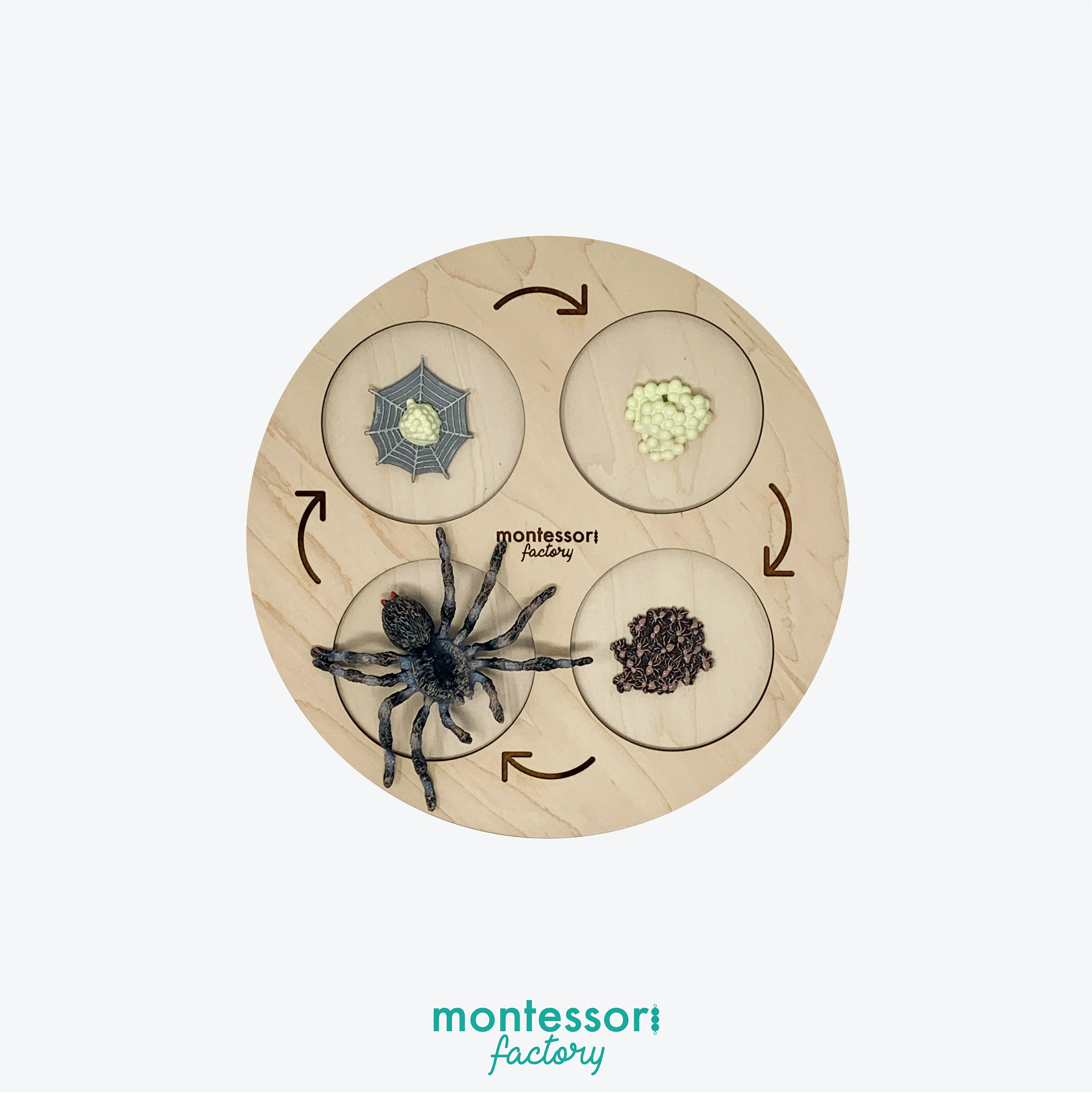 Life Cycle of a SPIDER Montessori Material Educational Toy - Etsy Canada