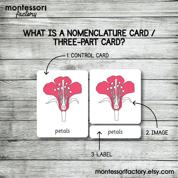 MONEY Montessori Nomenclature Flash 3 Parts Cards - Etsy
