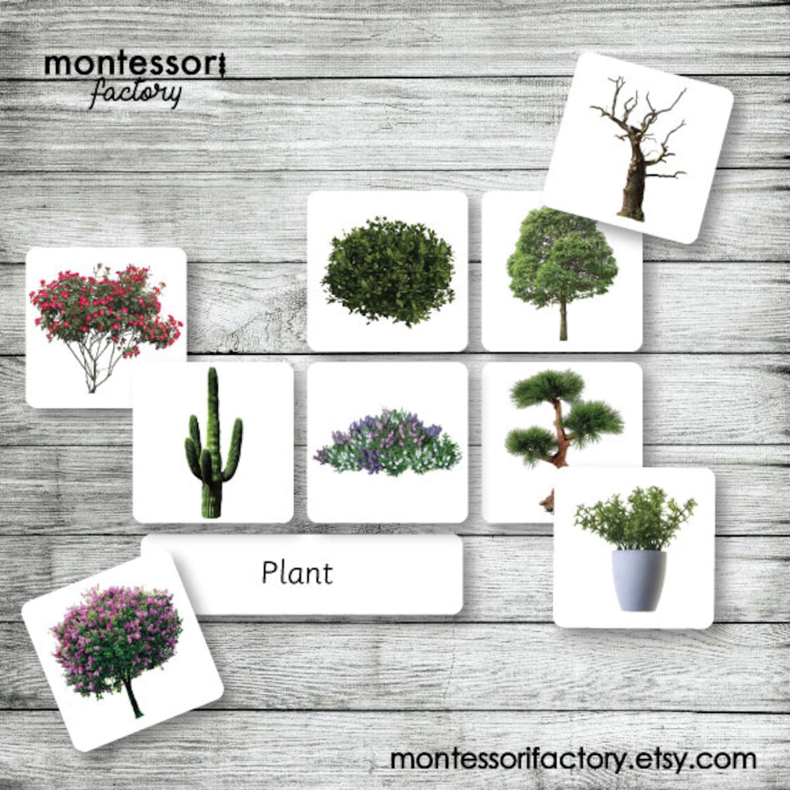 Montessori Plant and Animal Flash Cards • 3 Part Nomenclature Cards ...