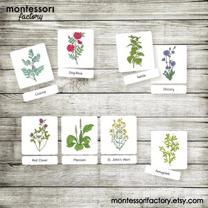 BOTANICAL PLANTS • Montessori Cards • Flash Cards • Three Part Cards ...