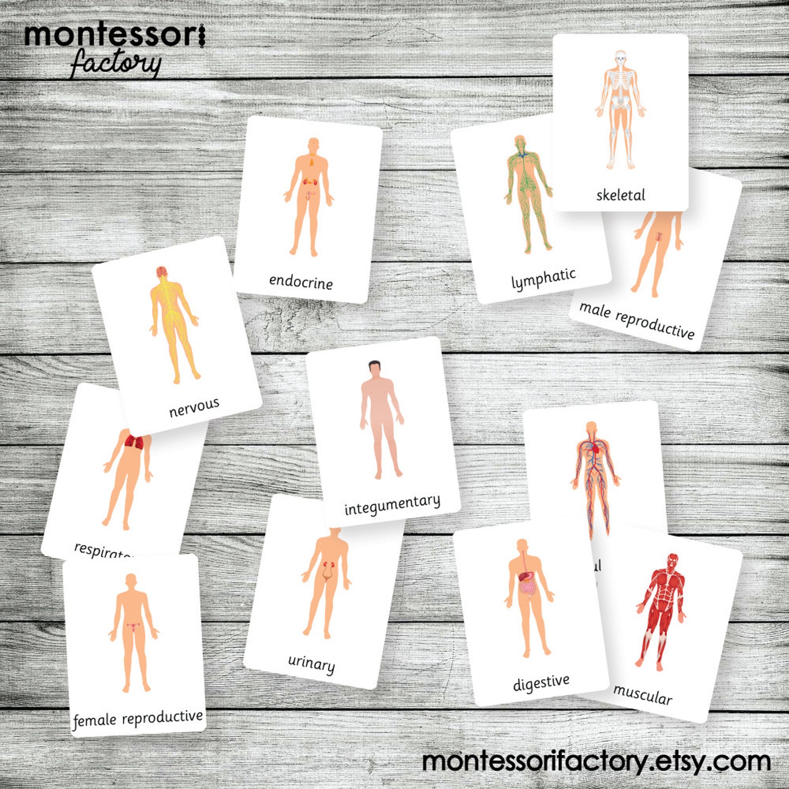 HUMAN BODY Systems Montessori Cards Flash Cards Three - Etsy
