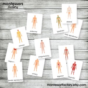 HUMAN BODY Systems ⦿ Montessori Cards • Flash Cards • Three Part Cards ...