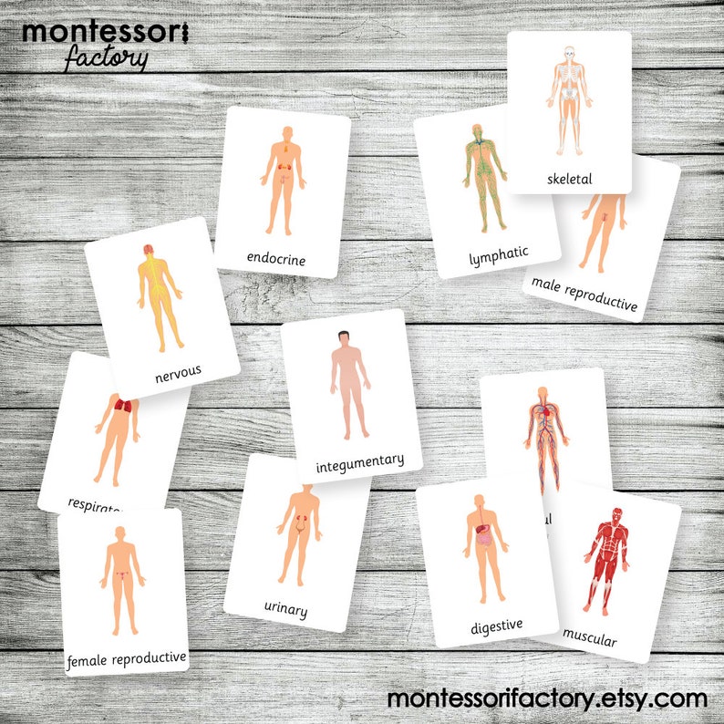 HUMAN BODY Systems Montessori Cards Flash Cards Three - Etsy