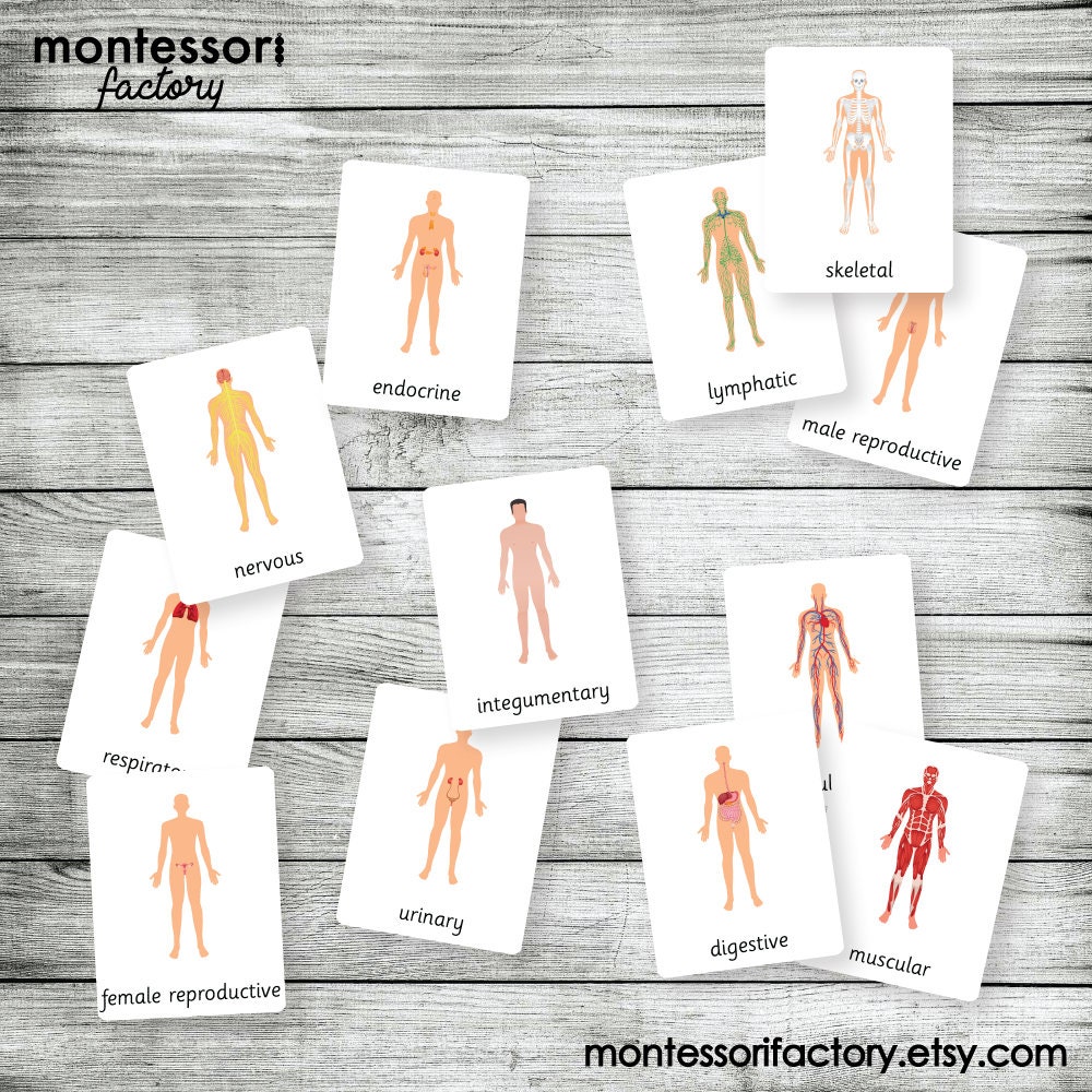 HUMAN BODY Systems Montessori Cards Flash Cards Three - Etsy