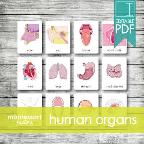 HUMAN BODY CELLS Montessori Cards Flash Cards Three Part - Etsy
