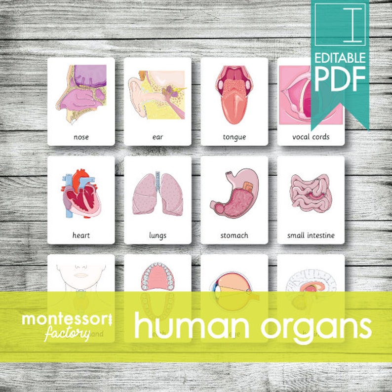 HUMAN ORGANS Montessori Cards Flash Cards Three Part - Etsy
