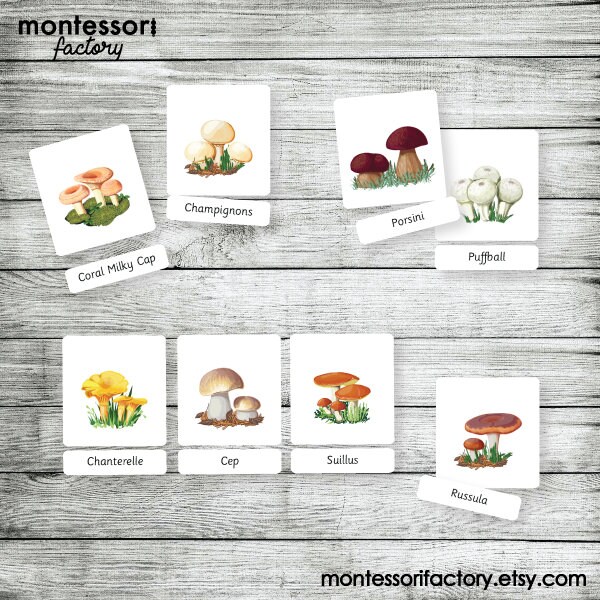 MUSHROOMS FUNGUS Montessori Cards Nomenclature Cards - Etsy