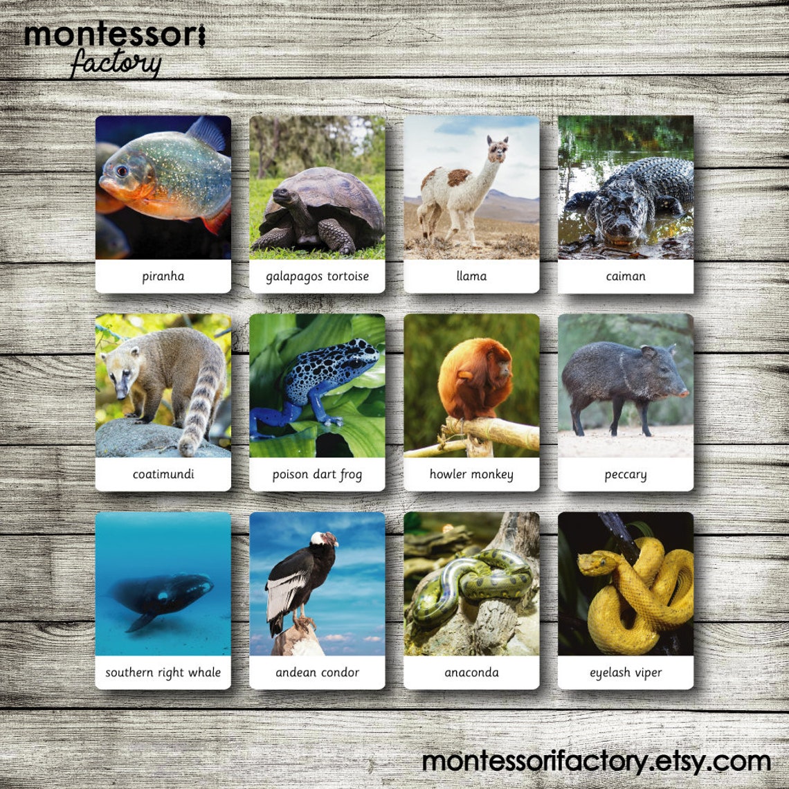 SOUTH AMERICA ANIMALS Montessori Cards Flash Cards Three - Etsy