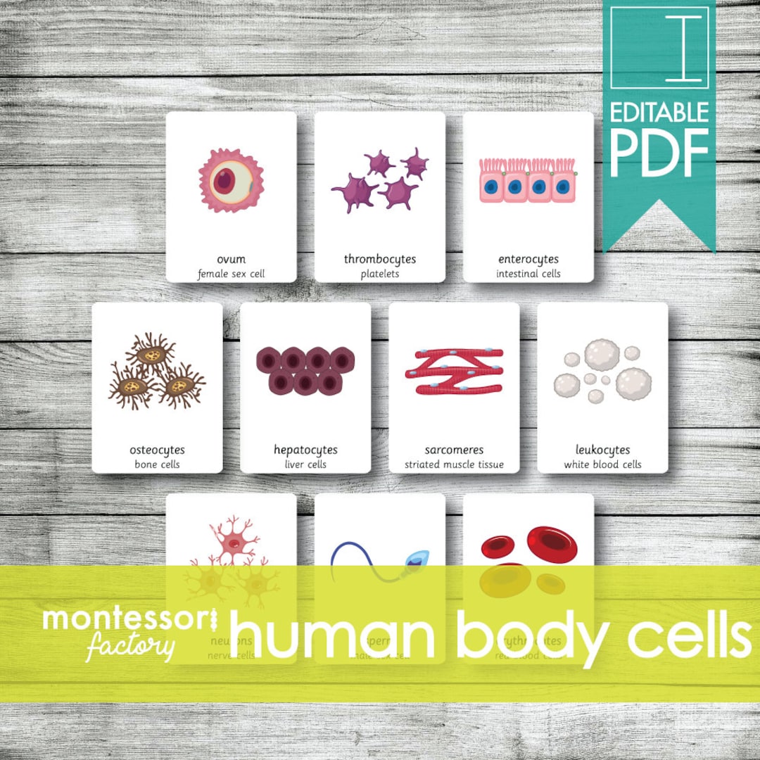 HUMAN BODY CELLS • Montessori Cards • Flash Cards • Three Part Cards ...