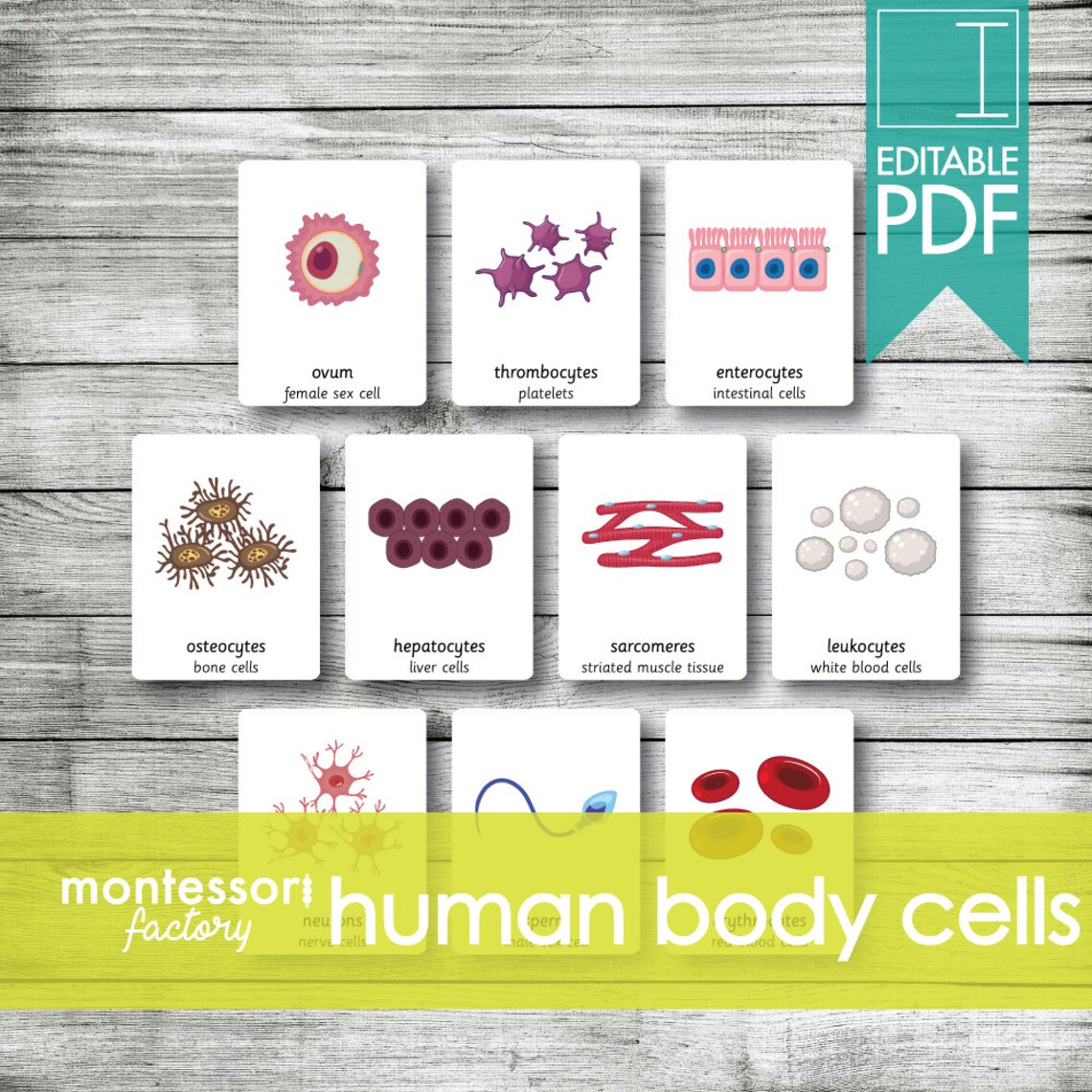 HUMAN BODY CELLS Montessori Cards Flash Cards Three Part - Etsy